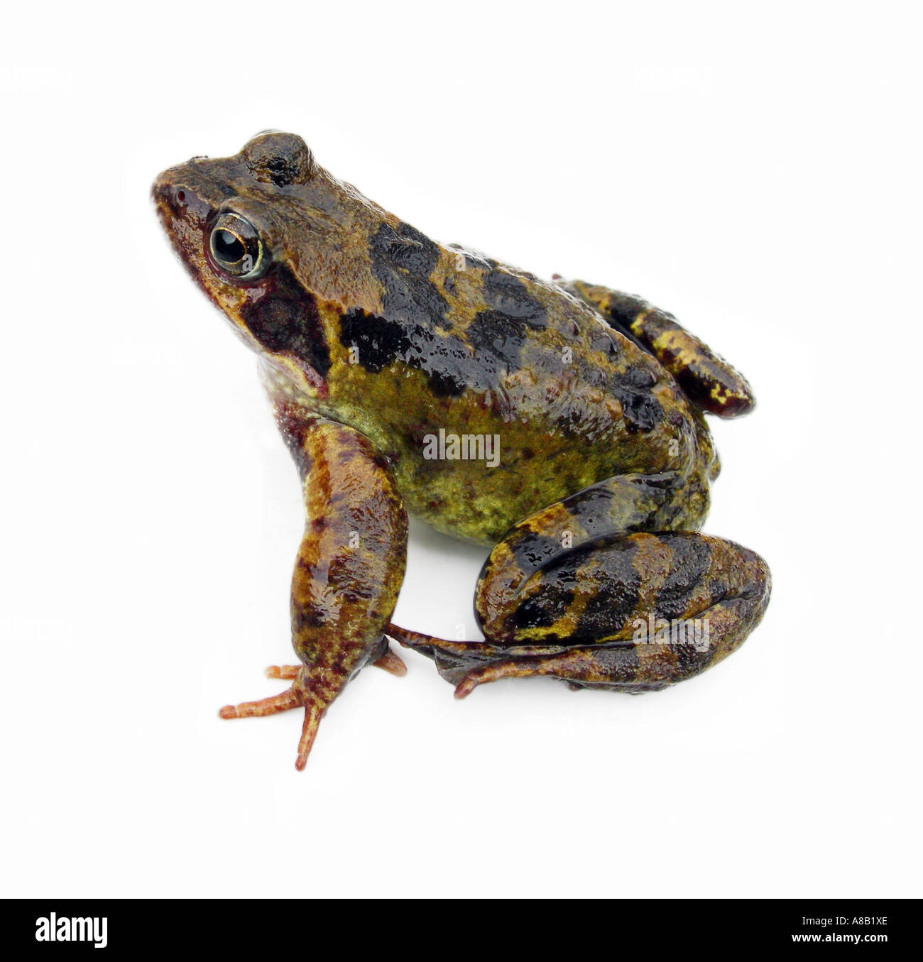 Lifecycle of a frog Cut Out Stock Images & Pictures - Alamy