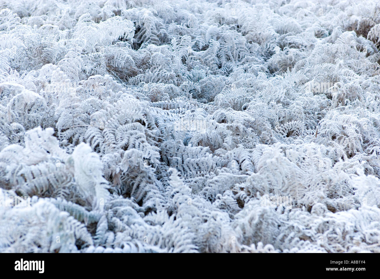Frozen arctic foliage hi-res stock photography and images - Alamy