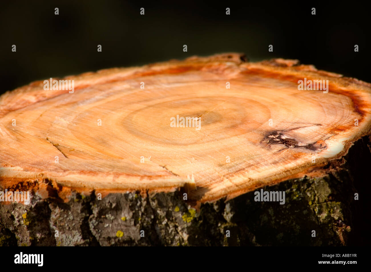 Lombardy poplar stump tree dying hi-res stock photography and images ...