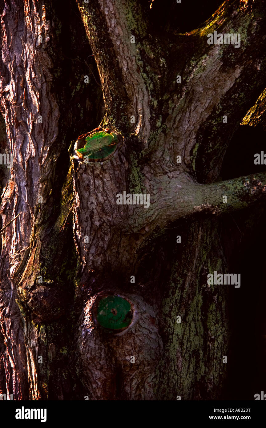 Healed tree hi-res stock photography and images - Alamy