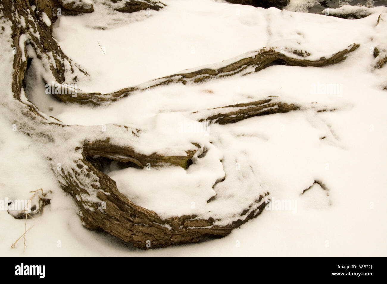 Snow on tree roots hi-res stock photography and images - Alamy