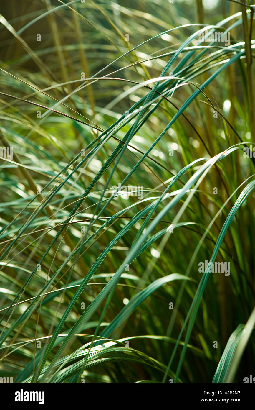 Long grass stems hi-res stock photography and images - Alamy
