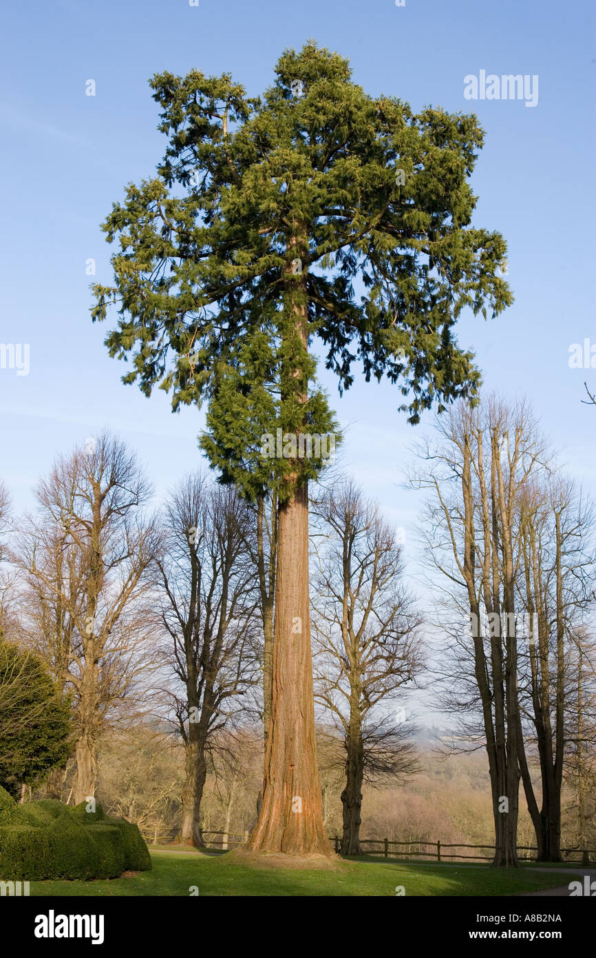 Giant Redwood 'Giant Sequoia' Stock Photo - Alamy