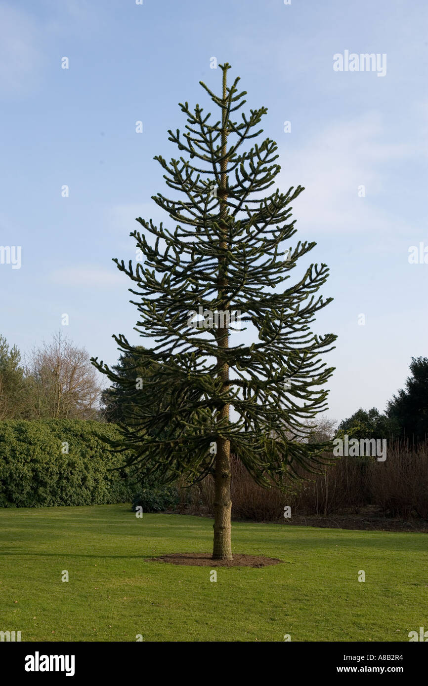 Evergreen Fir tree shot in parkland Stock Photo - Alamy
