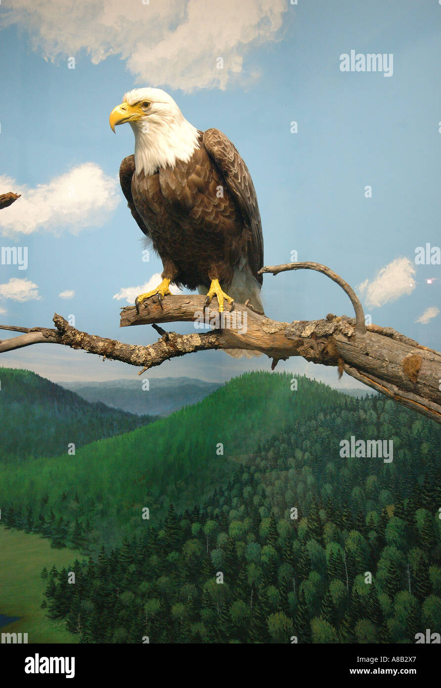 Bald Eagle in the Museum of Natural History, Halifax, Nova Scotia Stock ...