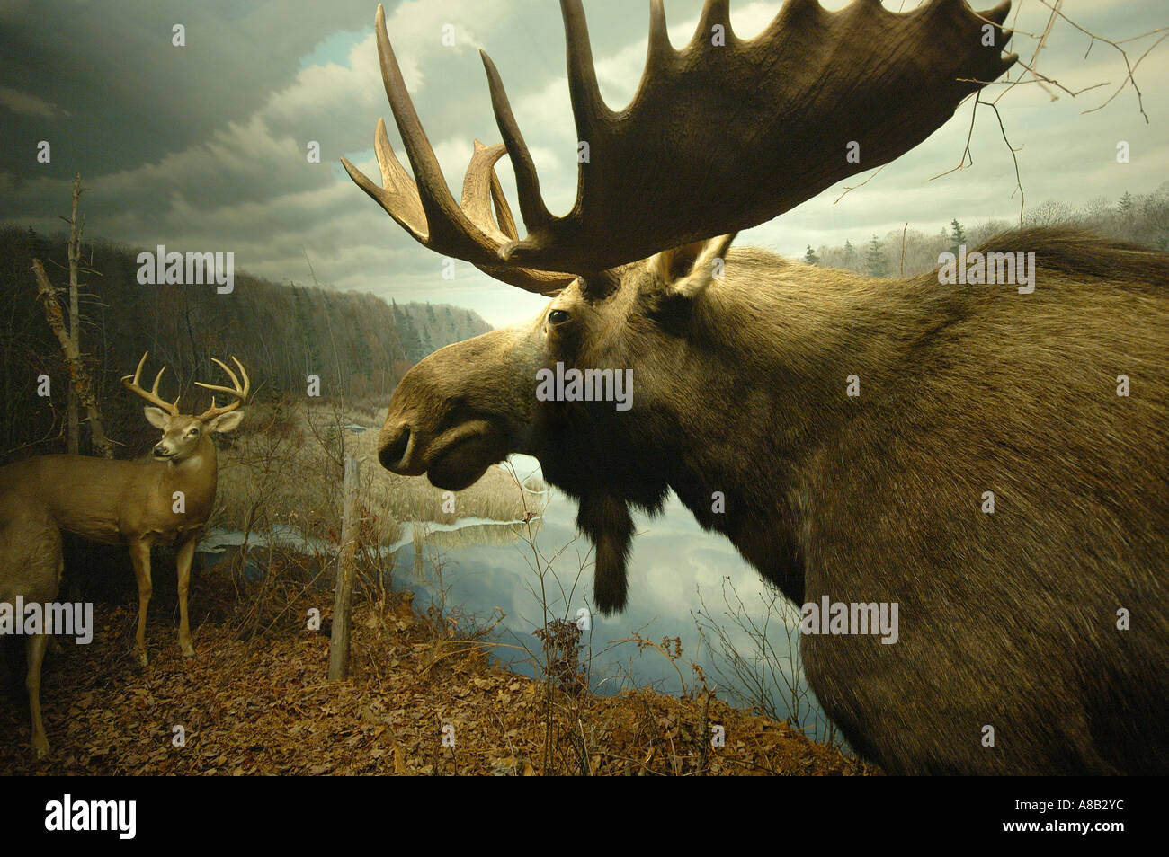 Canadian moose and deer on display in the Natural History Museum ...