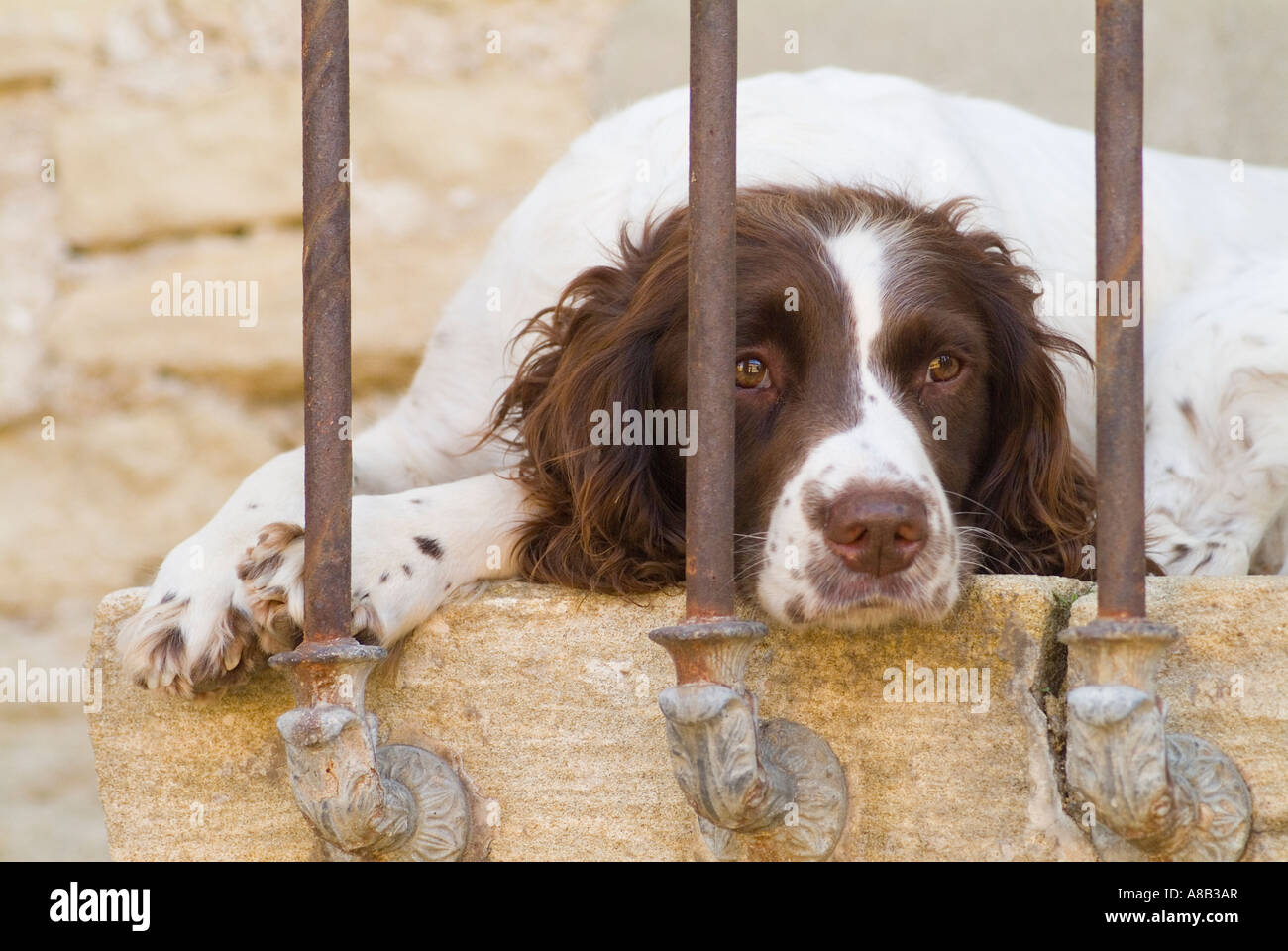 springer spaniel lying down looking sad Stock Photo - Alamy