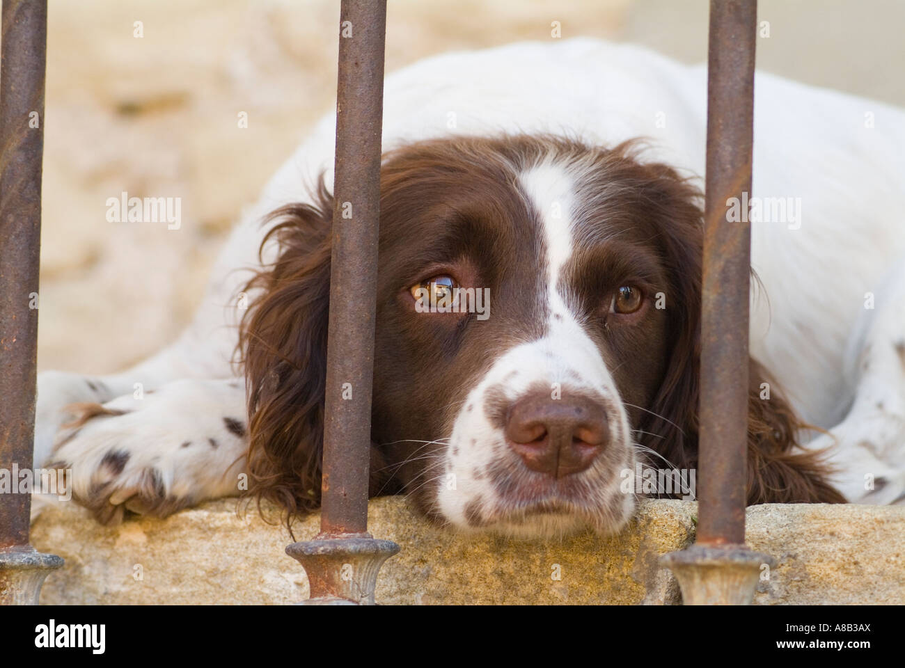 springer spaniel lying down looking sad Stock Photo - Alamy
