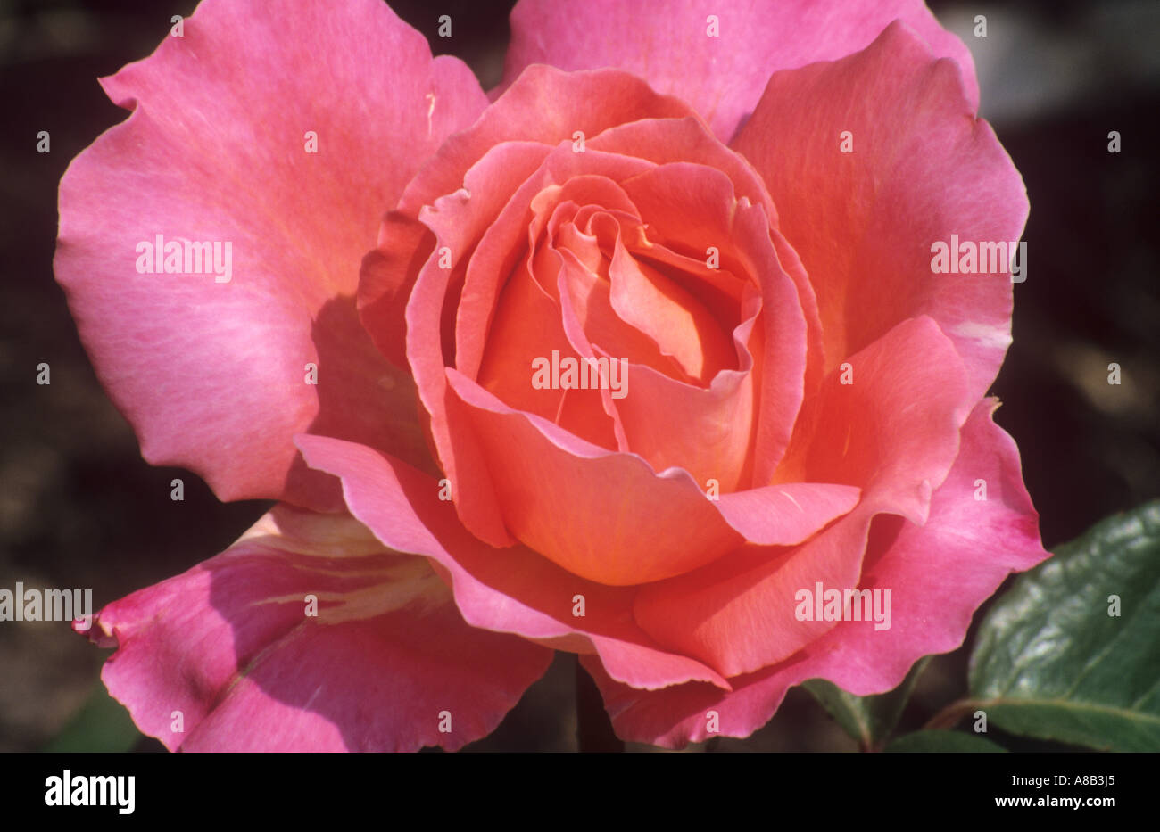 Rosa surrey hi-res stock photography and images - Alamy