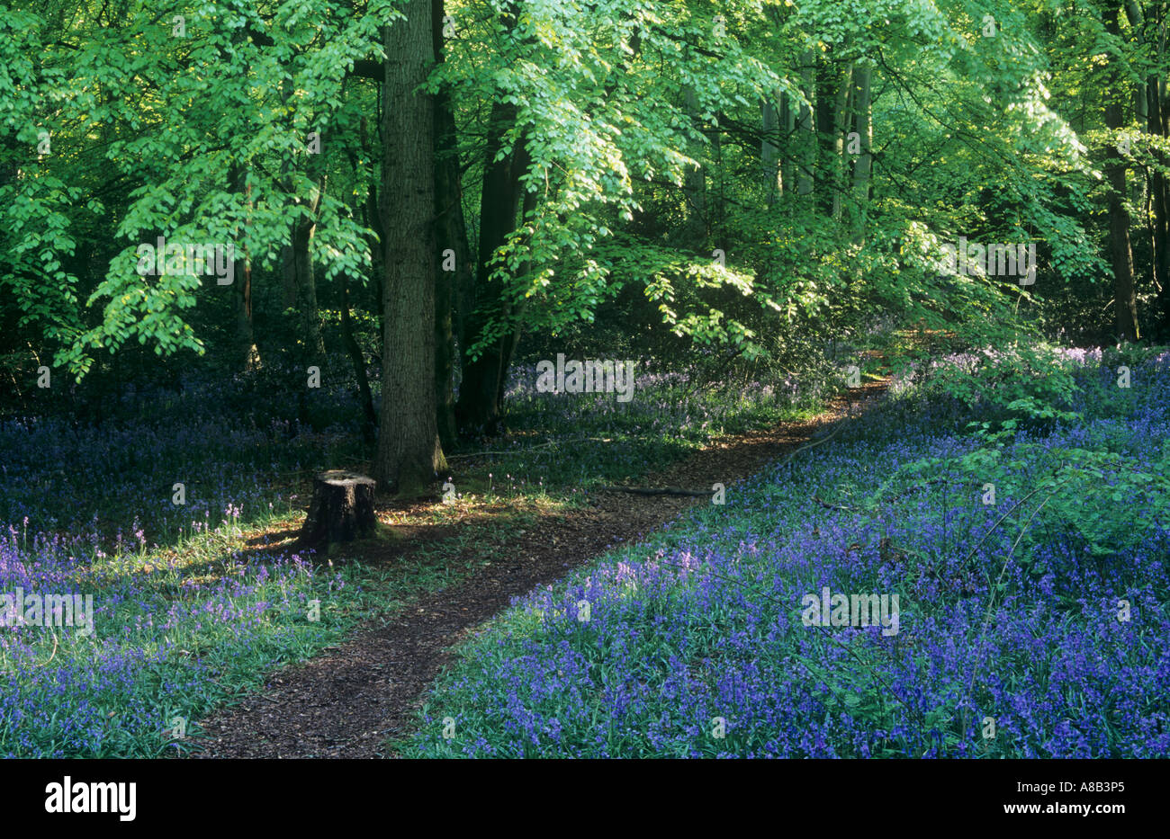 Bluebell wood staffhurst wood nature hi-res stock photography and ...