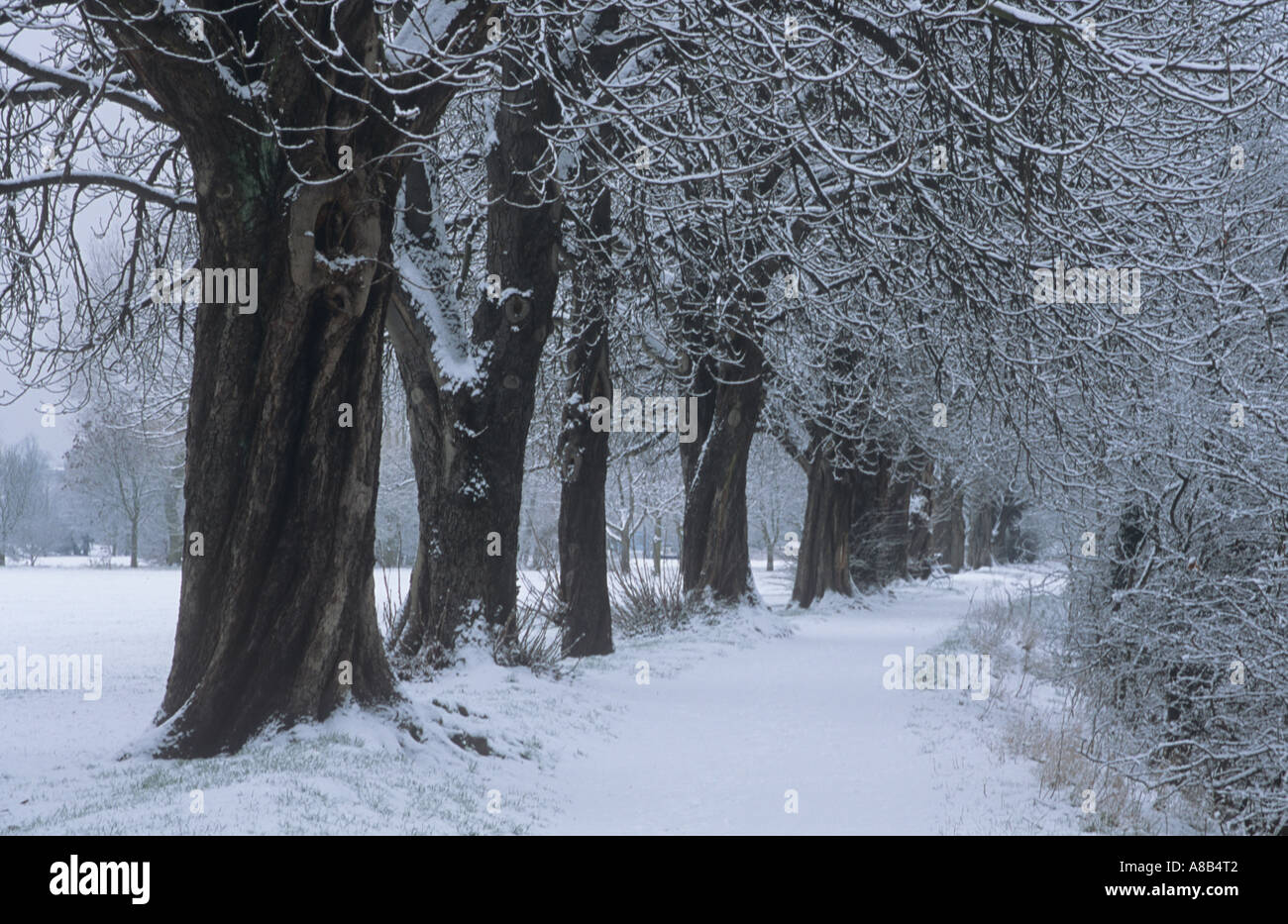 Winter scene on the towpath by the River Thames, East Molesey, Surrey ...