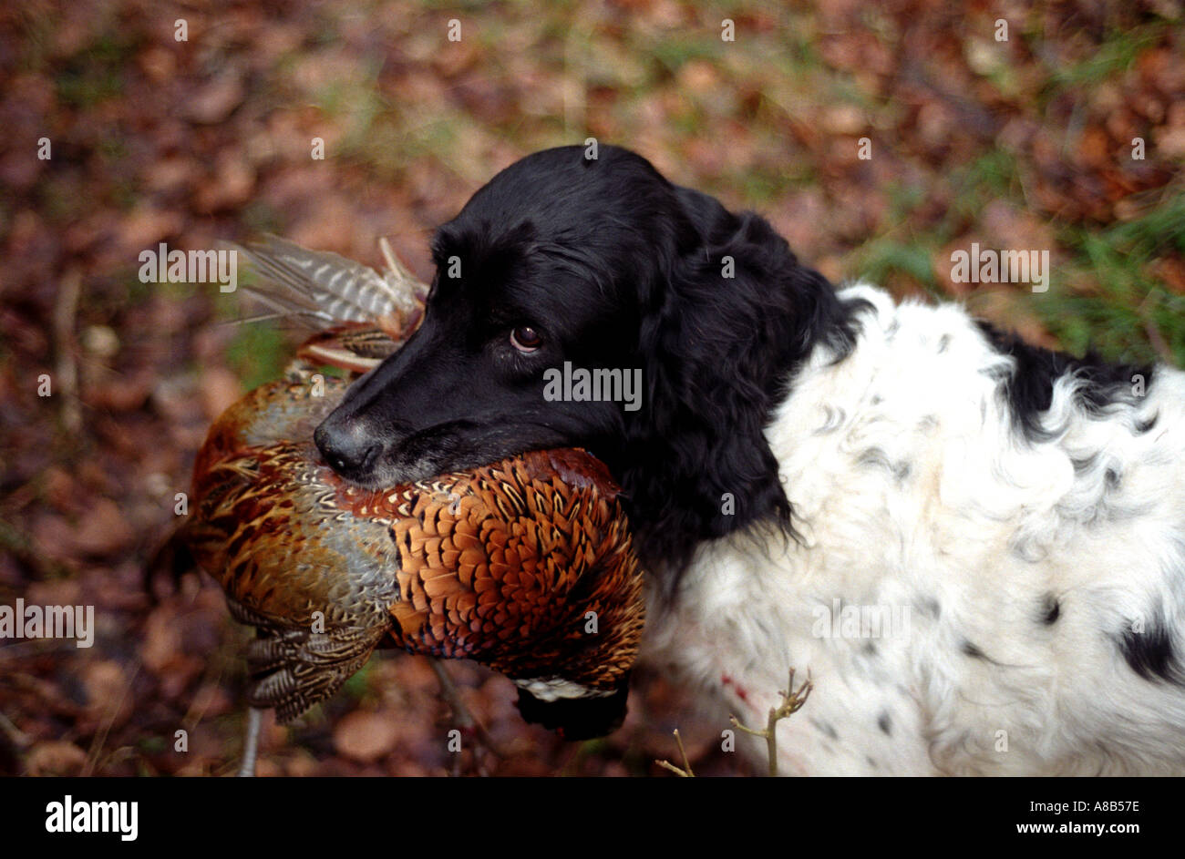 English spaniel dog on pheasant hi-res stock photography and images - Alamy