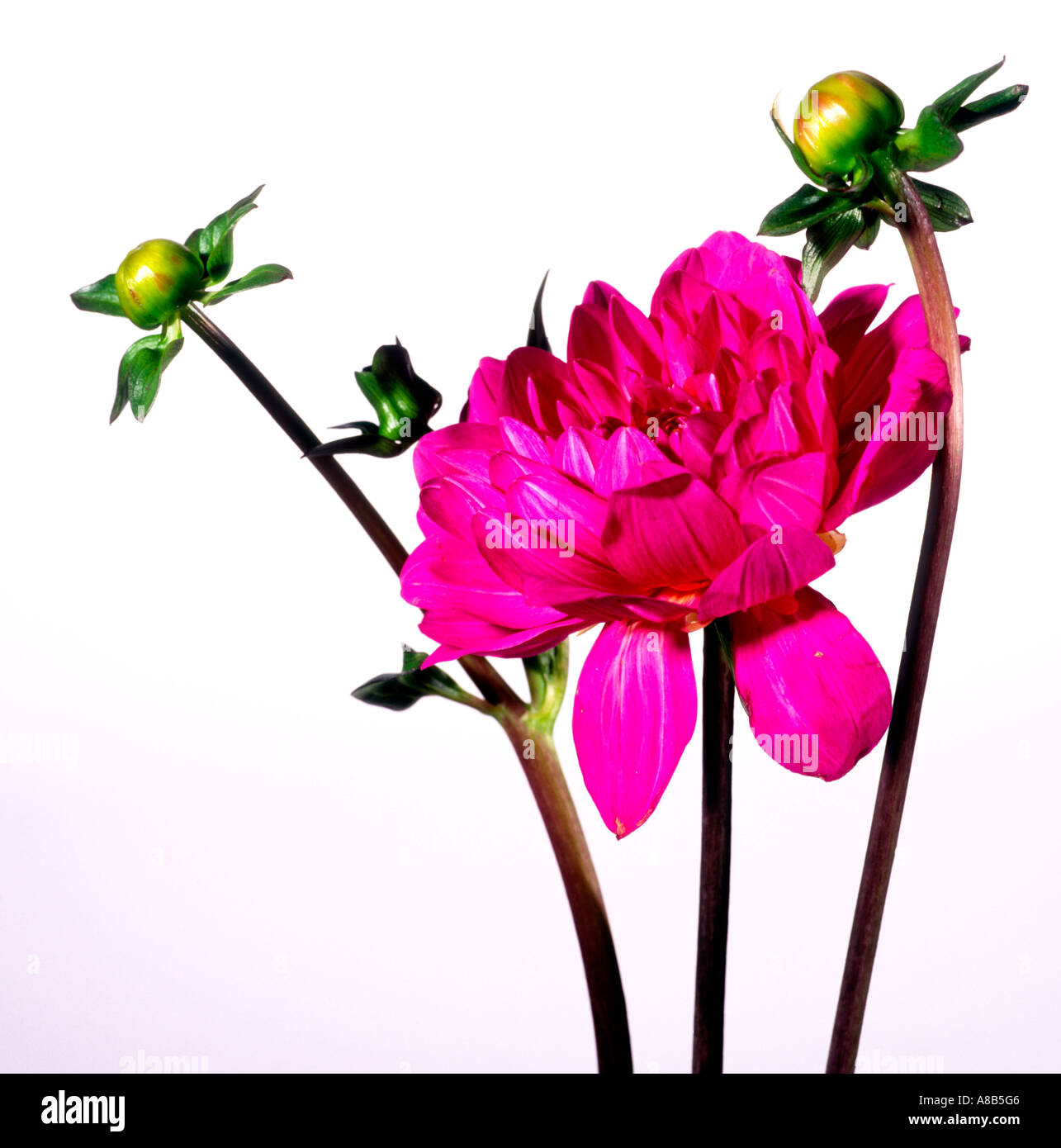 Pink peony flower beautiful Cut Out Stock Images & Pictures - Alamy
