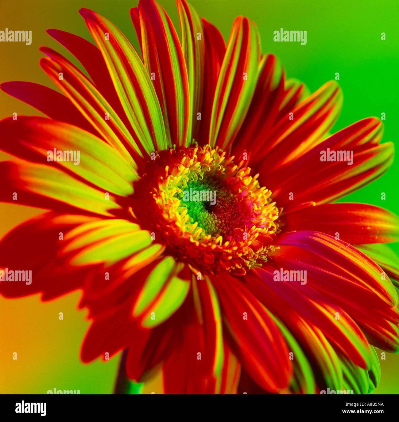 Gerbera, African Daisy close up Stock Photo - Alamy