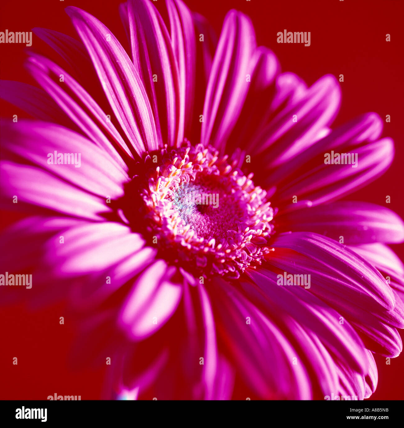 Gerbera, African Daisy Stock Photo - Alamy