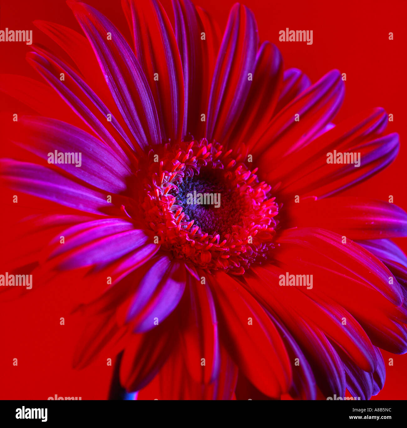 Gerbera African Daisy Stock Photo - Alamy