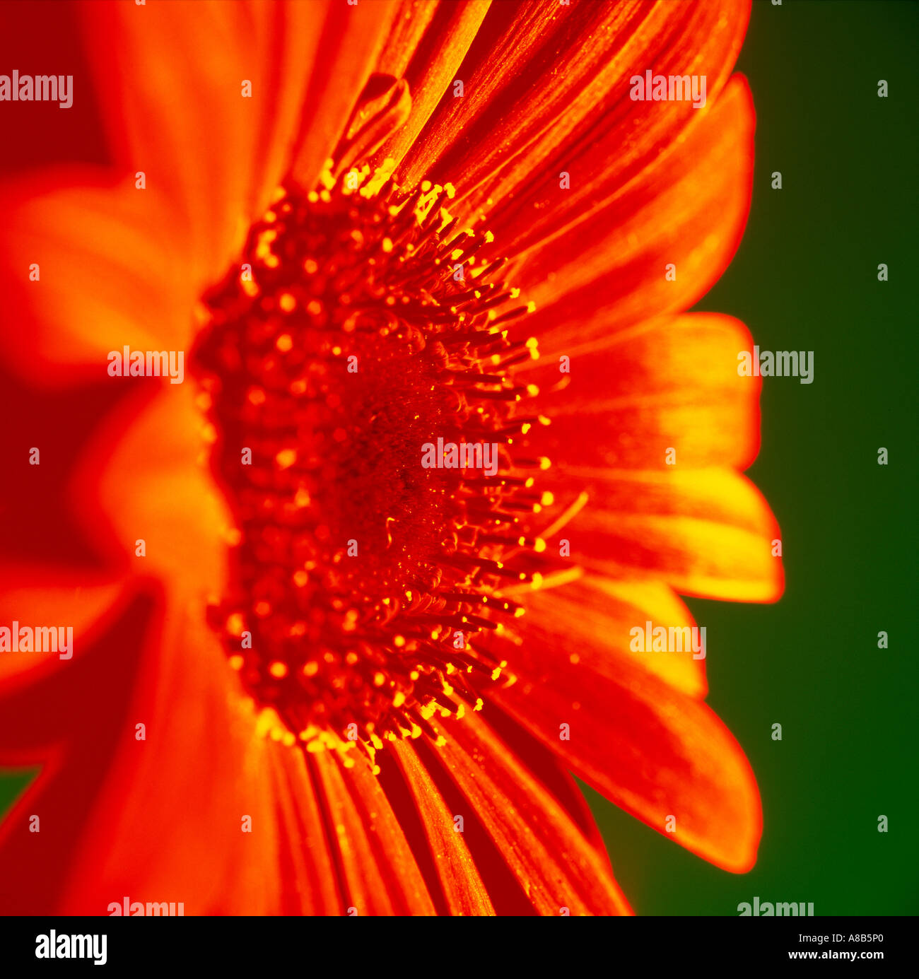 Gerbera African Daisy Stock Photo - Alamy