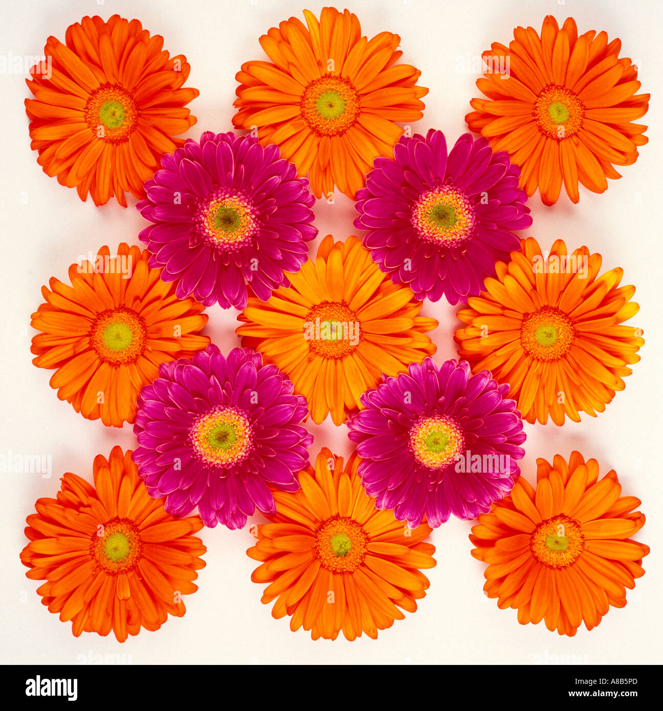 Gerbera, African Daisy Stock Photo - Alamy