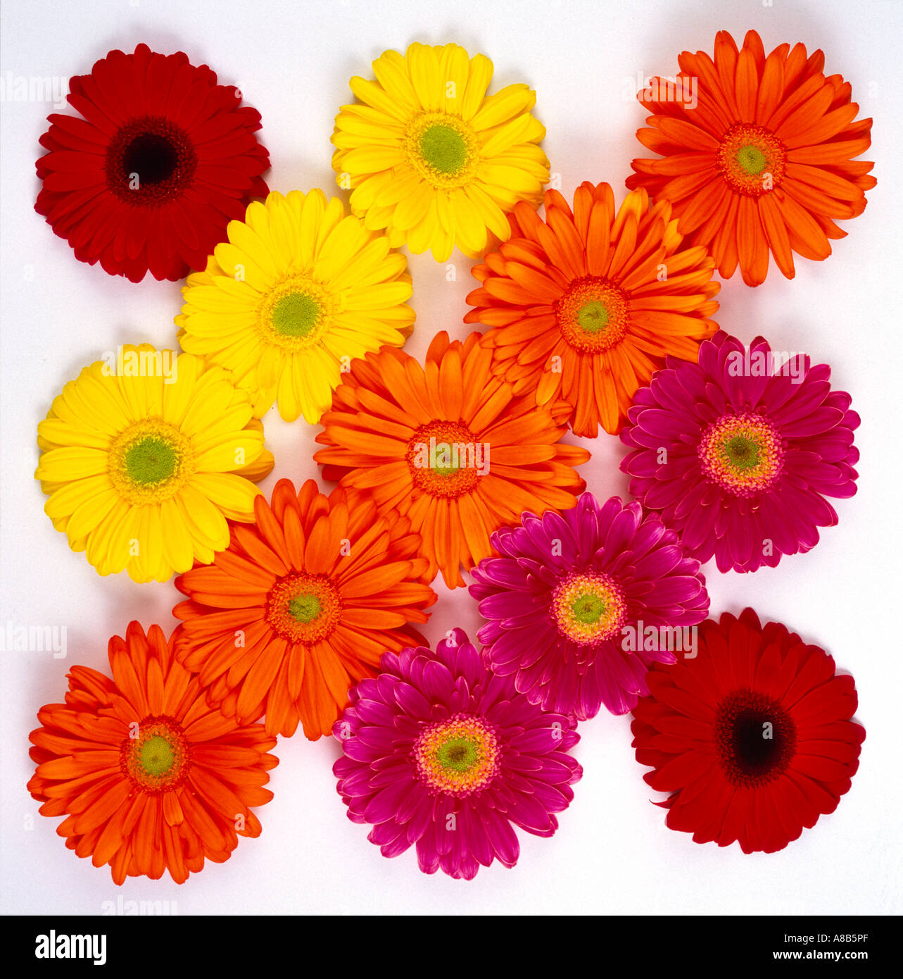 Gerbera, African Daisy Stock Photo - Alamy