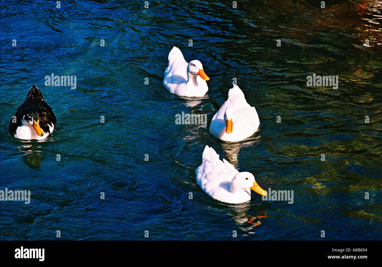 6 white ducks hi-res stock photography and images - Alamy