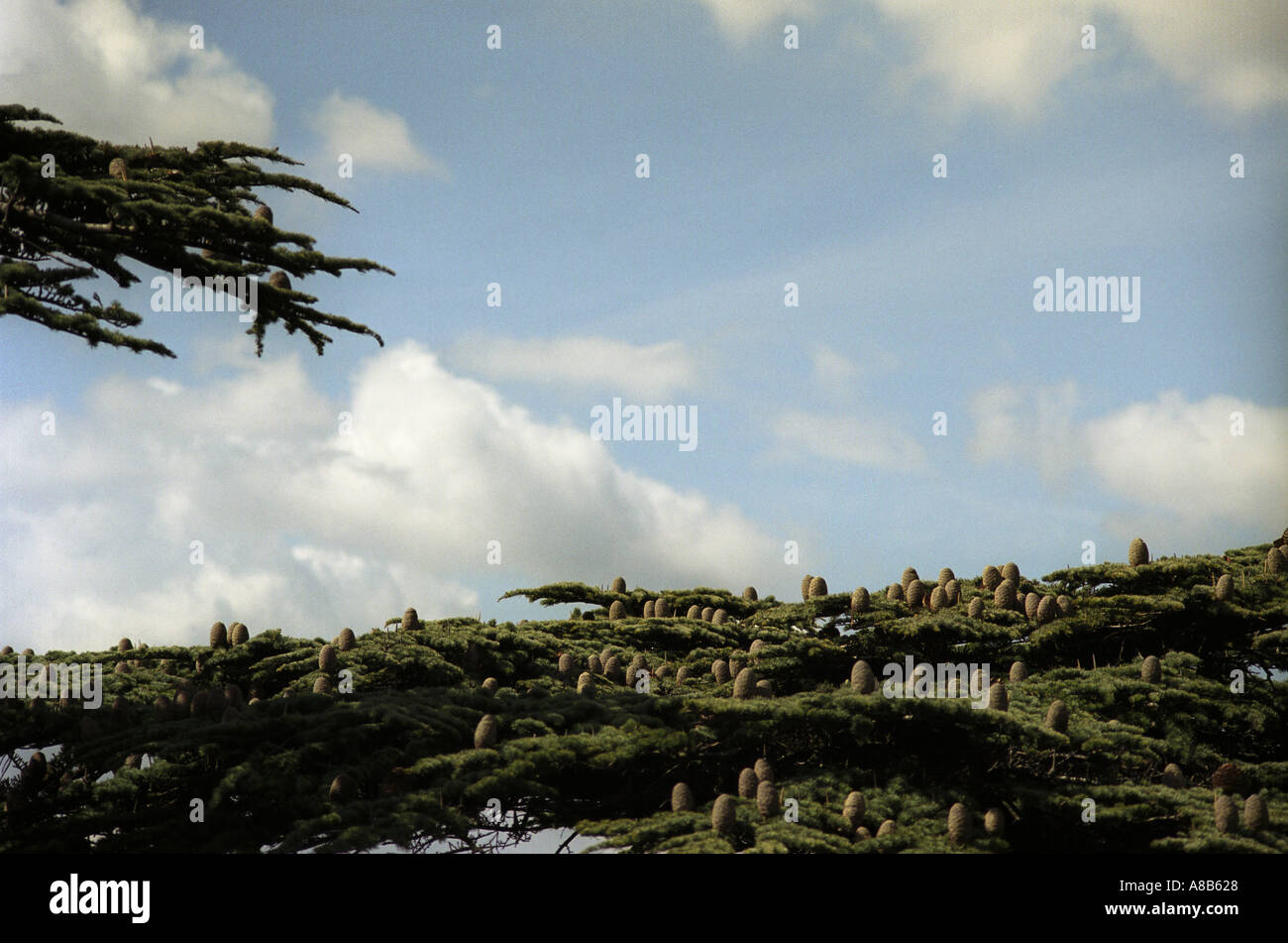 Cones Fircones reaching for the sky Stock Photo - Alamy