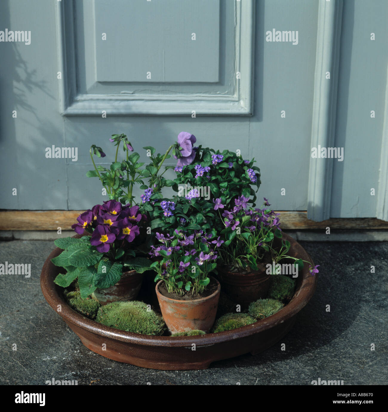 Violets Primroses High Resolution Stock Photography and Images - Alamy