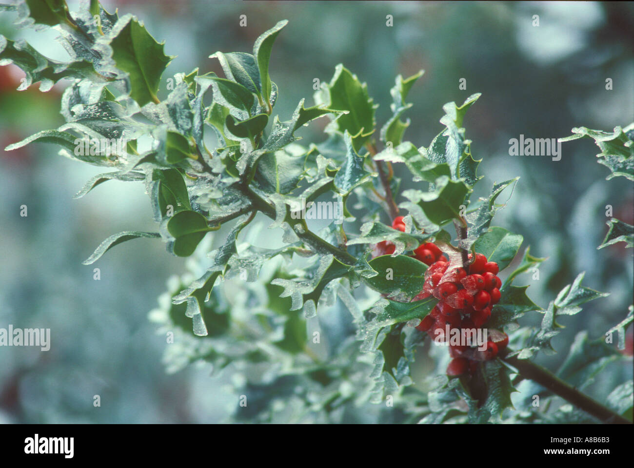 Menting High Resolution Stock Photography and Images - Alamy