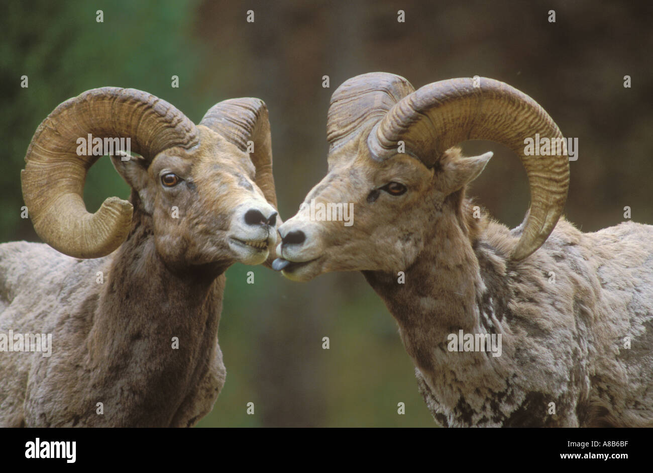 Rams tongue hi-res stock photography and images - Alamy