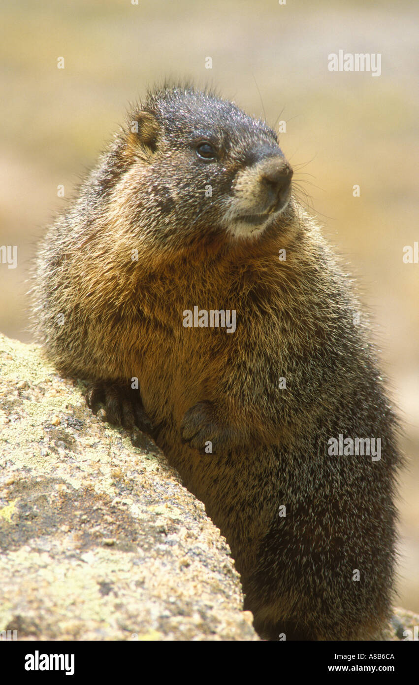 Yellow bellied Marmot in close up Stock Photo - Alamy