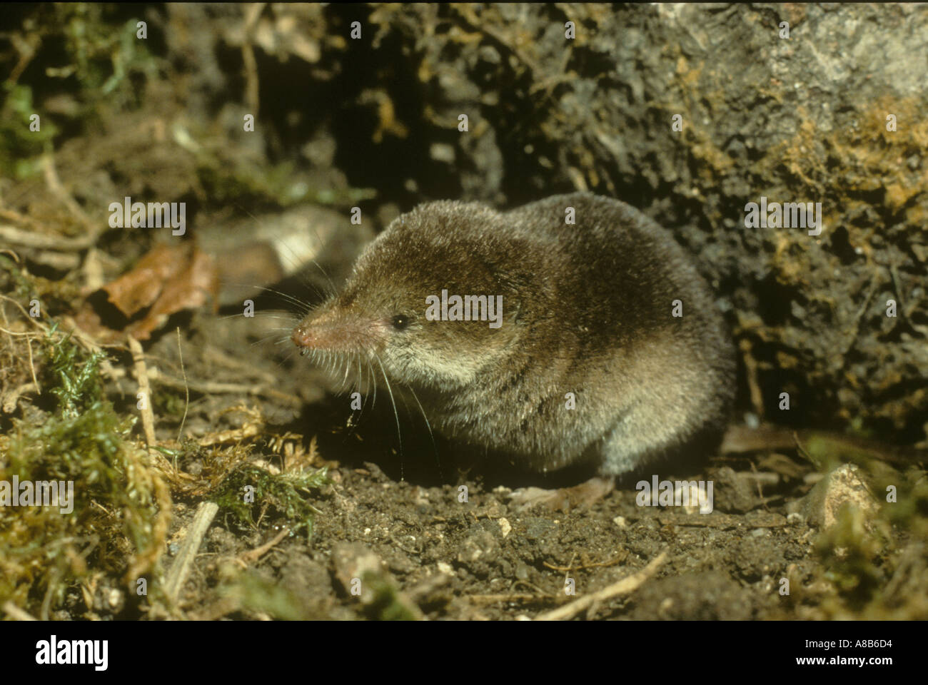 Sorex araneus uk hi-res stock photography and images - Alamy
