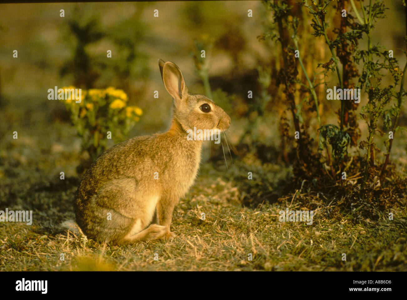 Rabbit sitting upright Stock Photo - Alamy