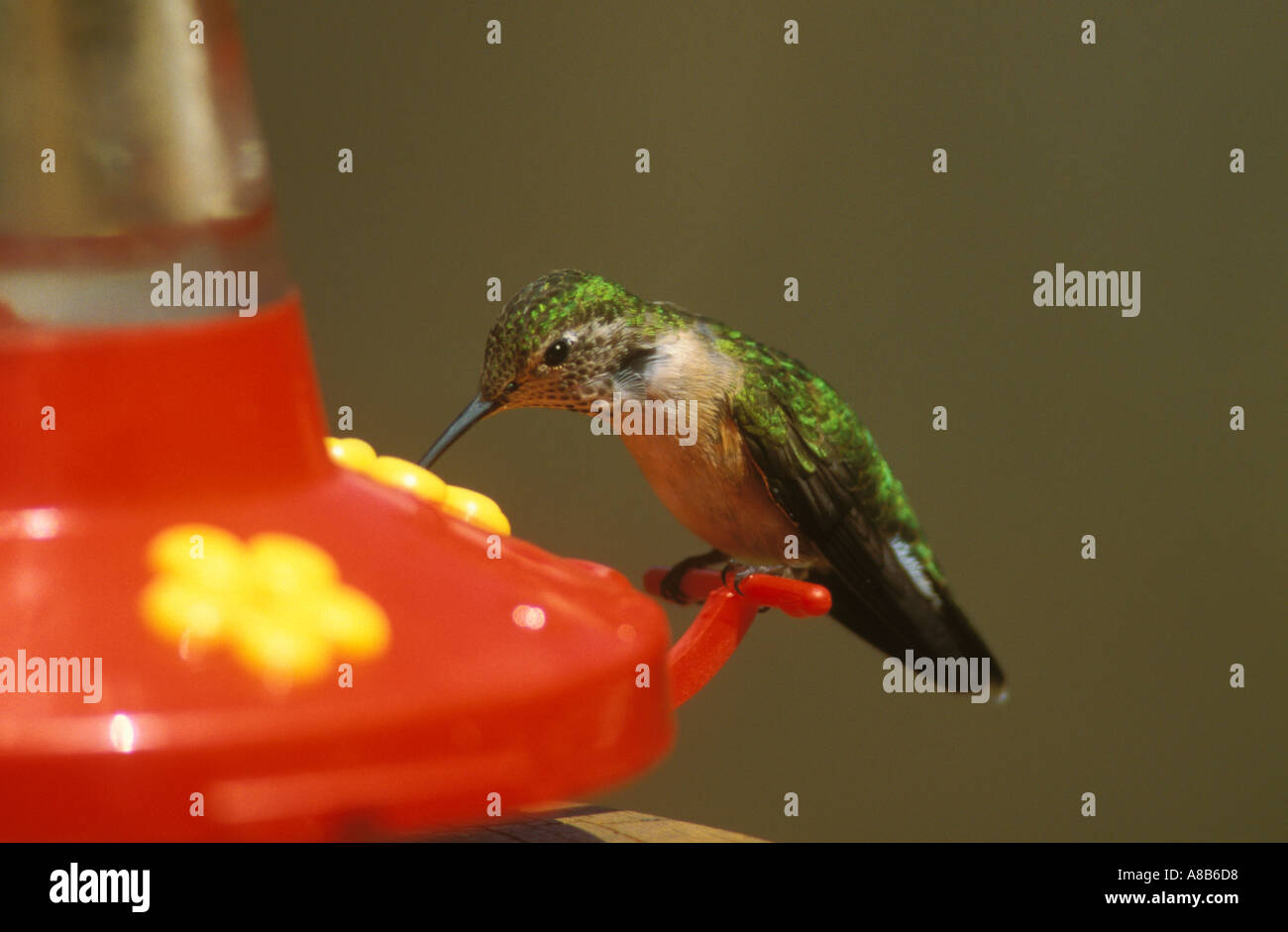 Female Ruby throated Hummingbird feeding from sugar water feeder Stock ...