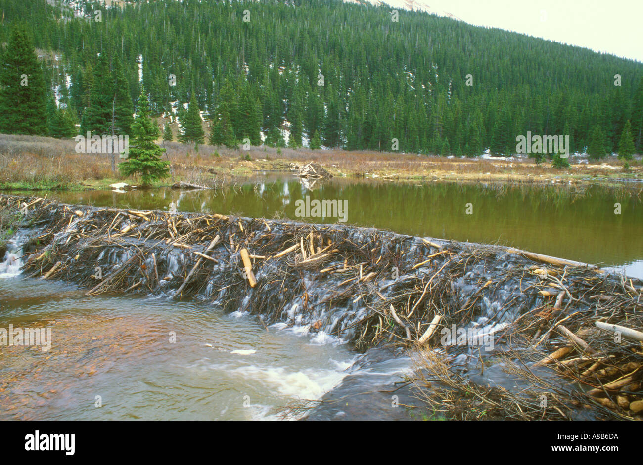 Beaver dam conservation area hi-res stock photography and images - Alamy