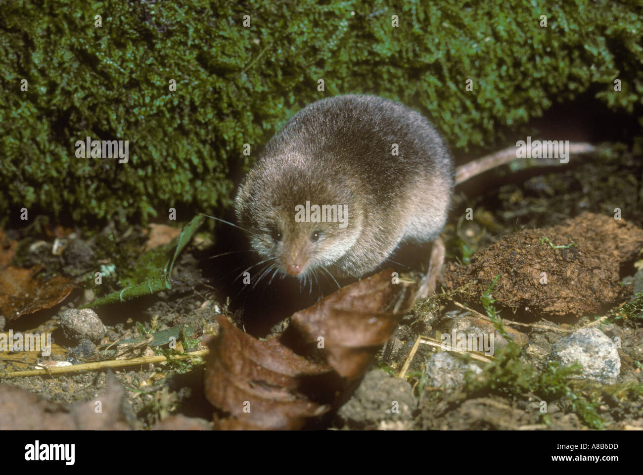 Shrew whiskers hi-res stock photography and images - Alamy