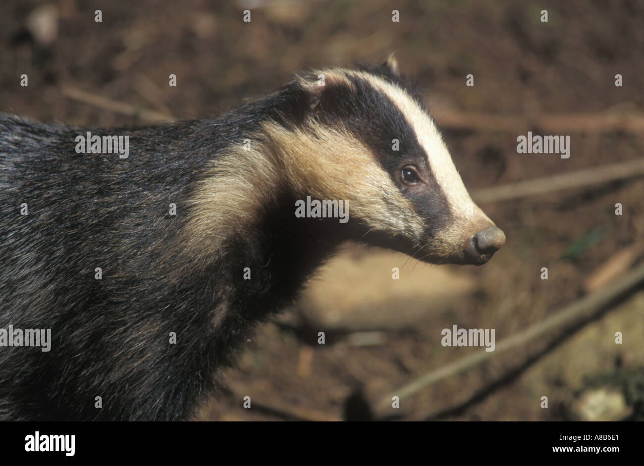 Badger head a classic portrait Stock Photo - Alamy