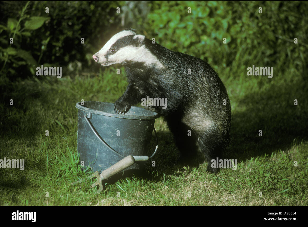 Common badger uk hi-res stock photography and images - Alamy