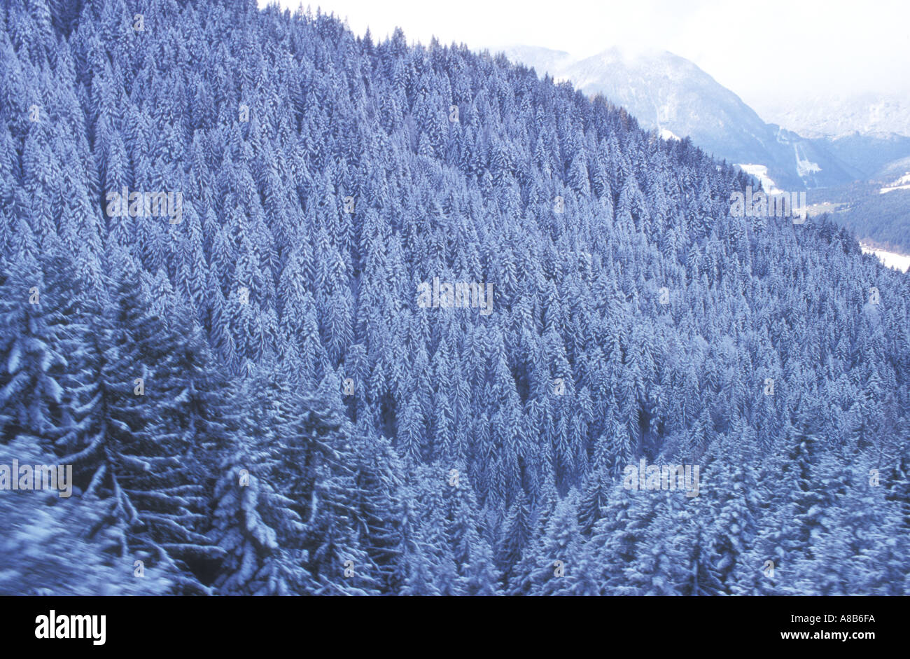 Conifer forest from above hi-res stock photography and images - Alamy