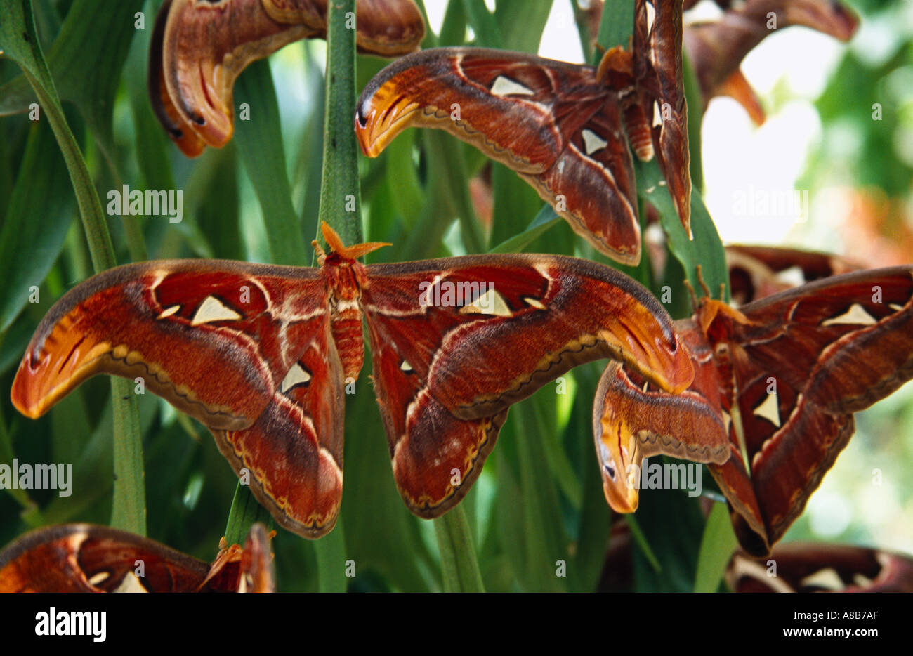 MALAYSIA Penang Island Butterfly Farm Attacus Atlas Moth world's ...