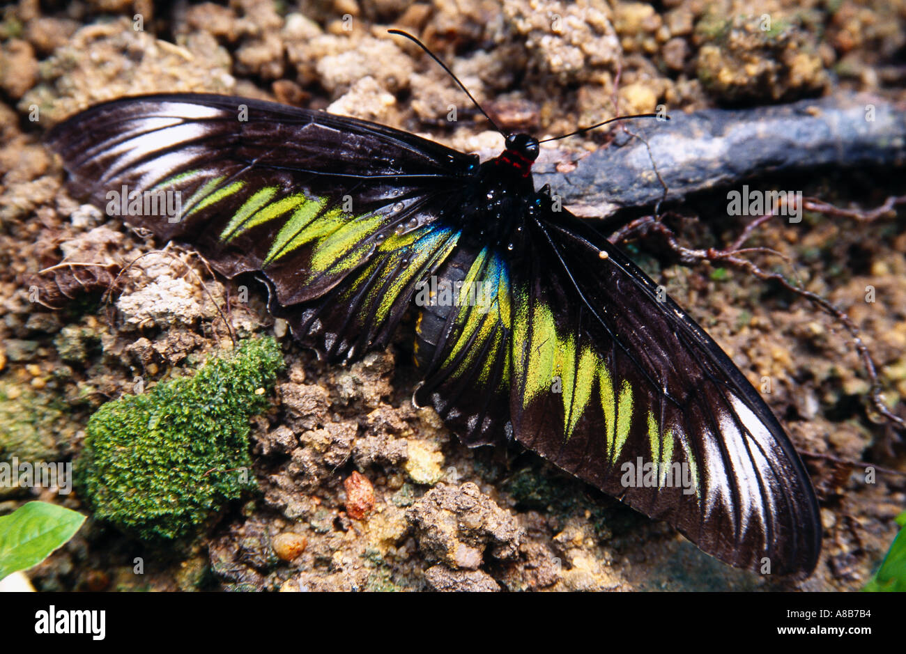 MALAYSIA Penang Island Butterfly Farm Rajah Brooke the national ...