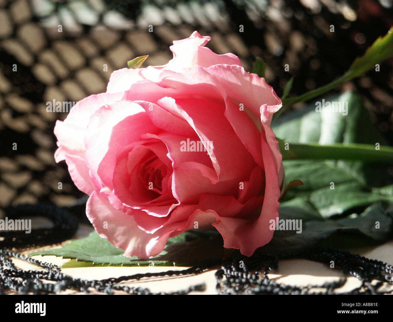 Lewis rose hi-res stock photography and images - Alamy