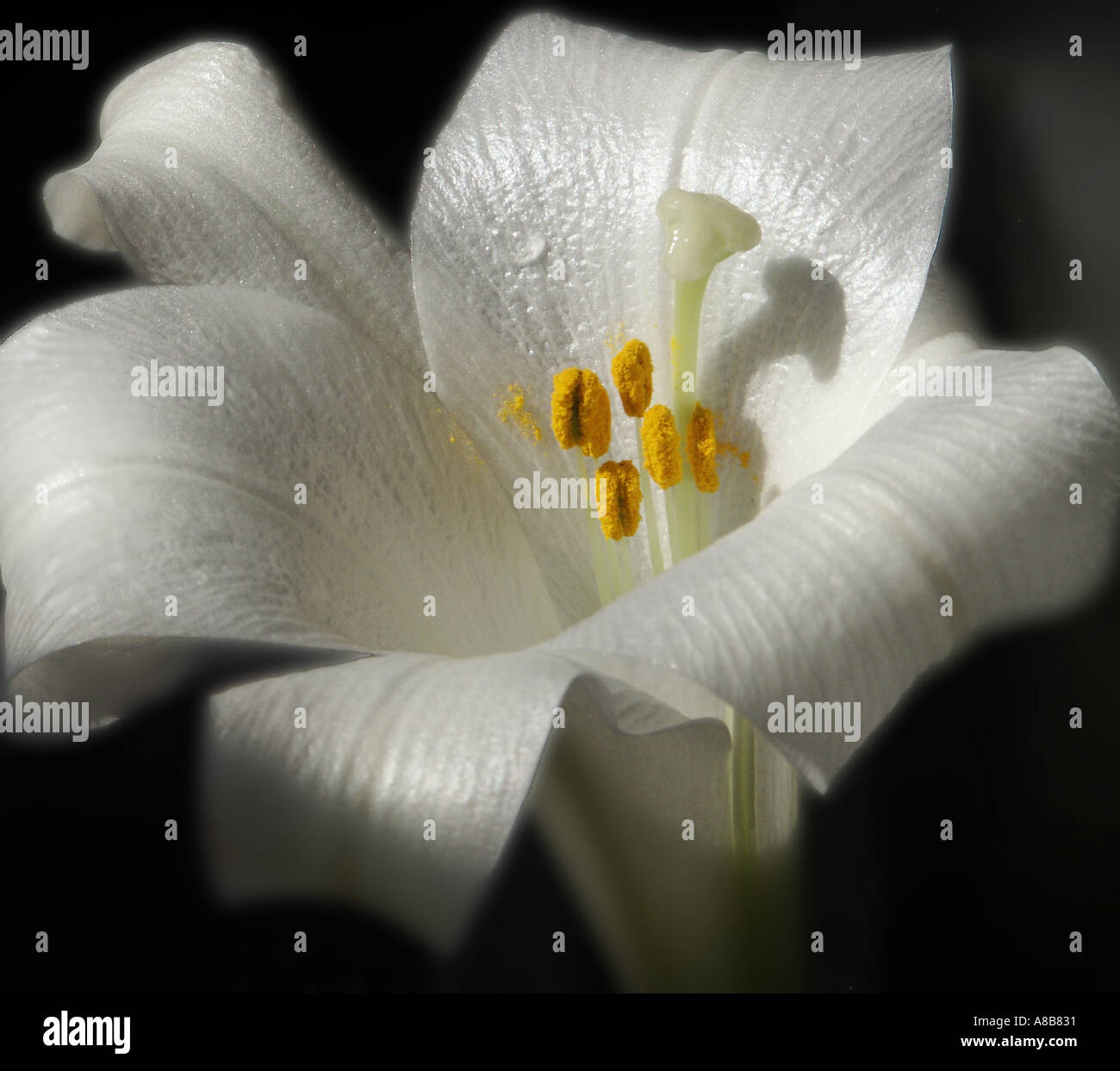 Single white lily against black background Stock Photo - Alamy