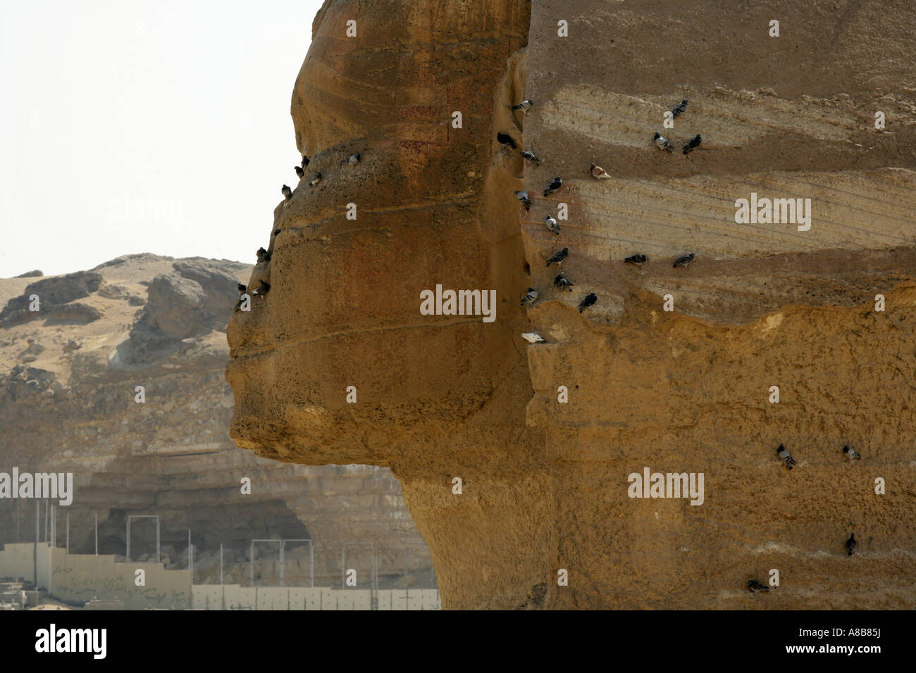 Pigeons Of Egypt High Resolution Stock Photography and Images - Alamy