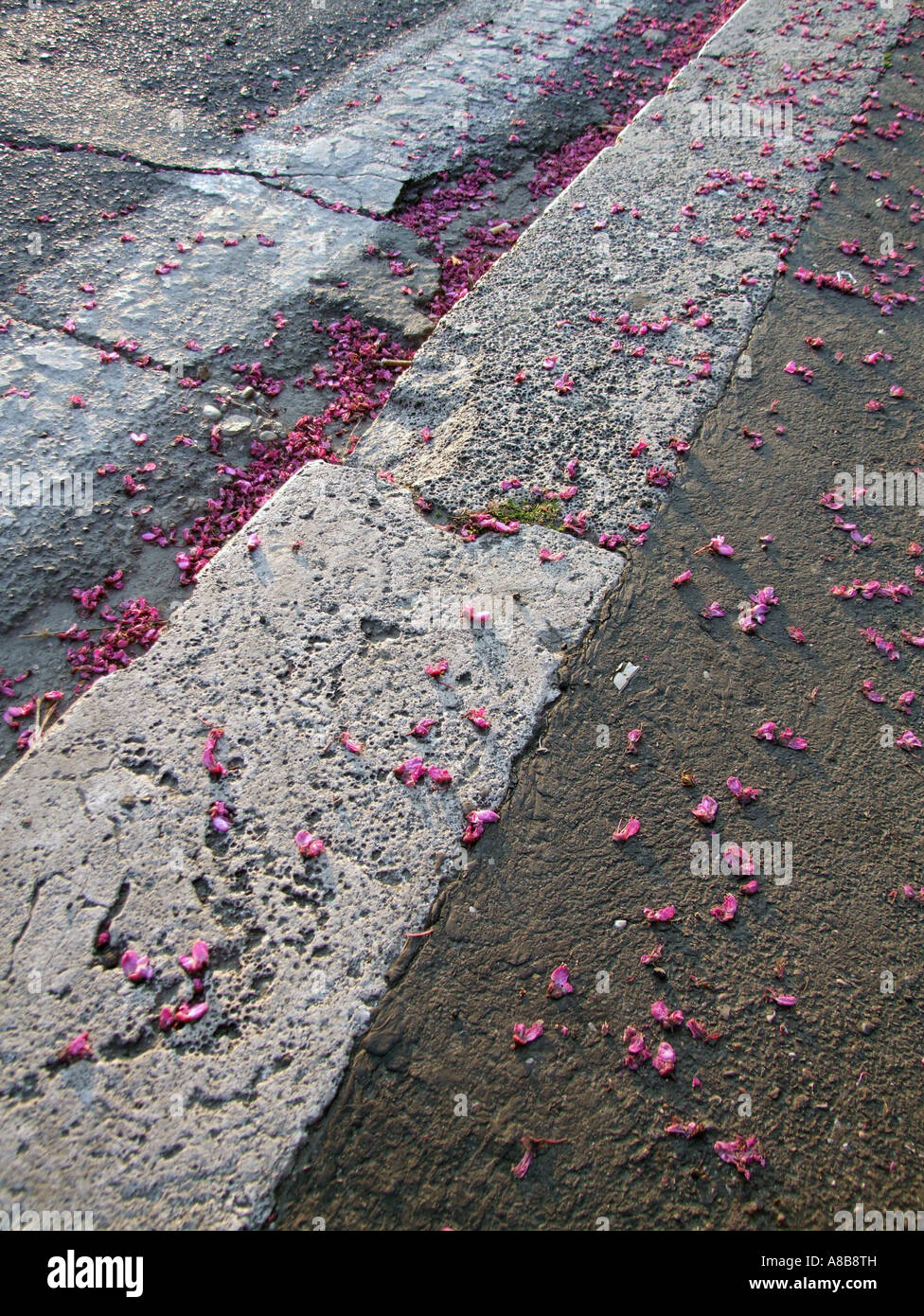flowers petals on road Stock Photo - Alamy