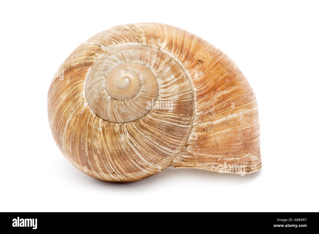 Empty snail shell isolated on a white background Stock Photo - Alamy