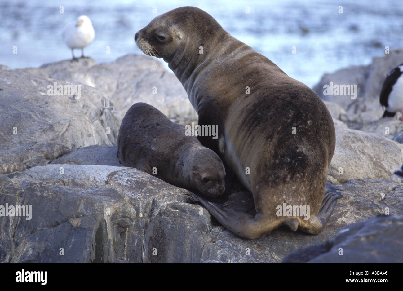 Argentina Patagonia Tierra del Fuego Beagle Channel Sea Lion Stock ...