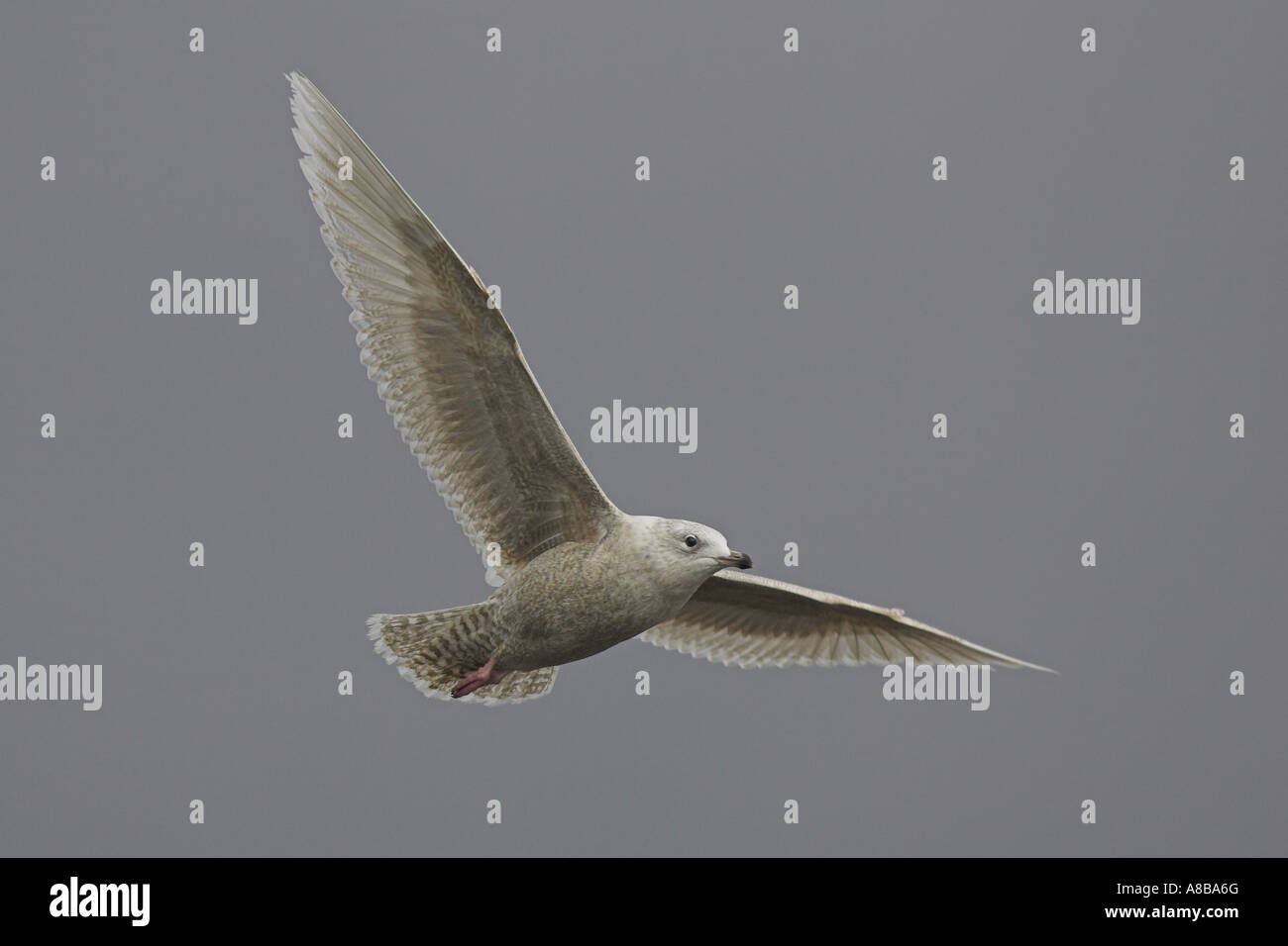 Co donegal bird hi-res stock photography and images - Alamy