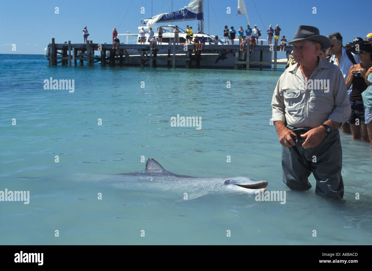 Australia Shark Bay Monkey Mia Dolphin feeding Stock Photo - Alamy