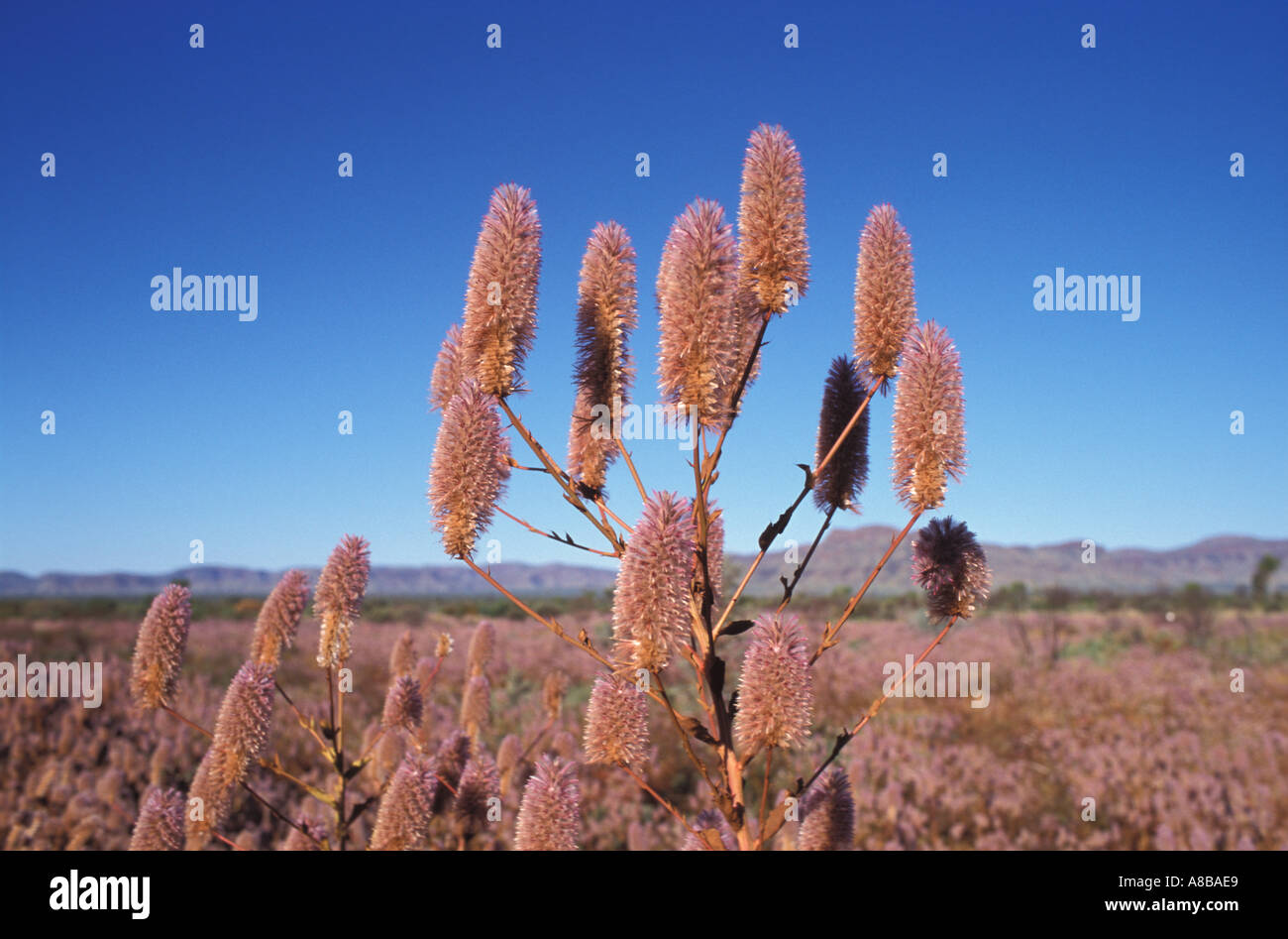 Mulla mulla western australia hi-res stock photography and images - Alamy