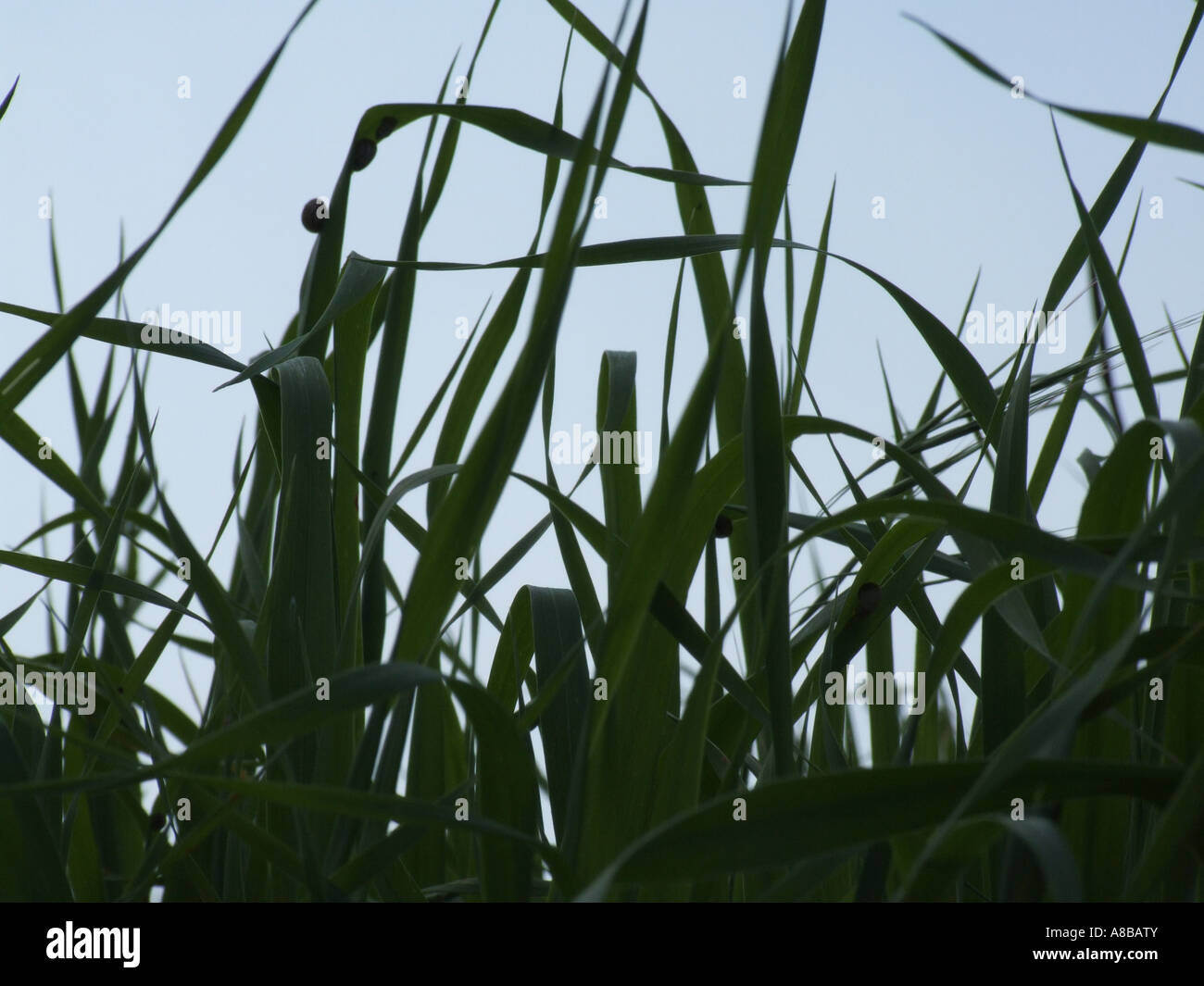 long grass shadows Stock Photo - Alamy