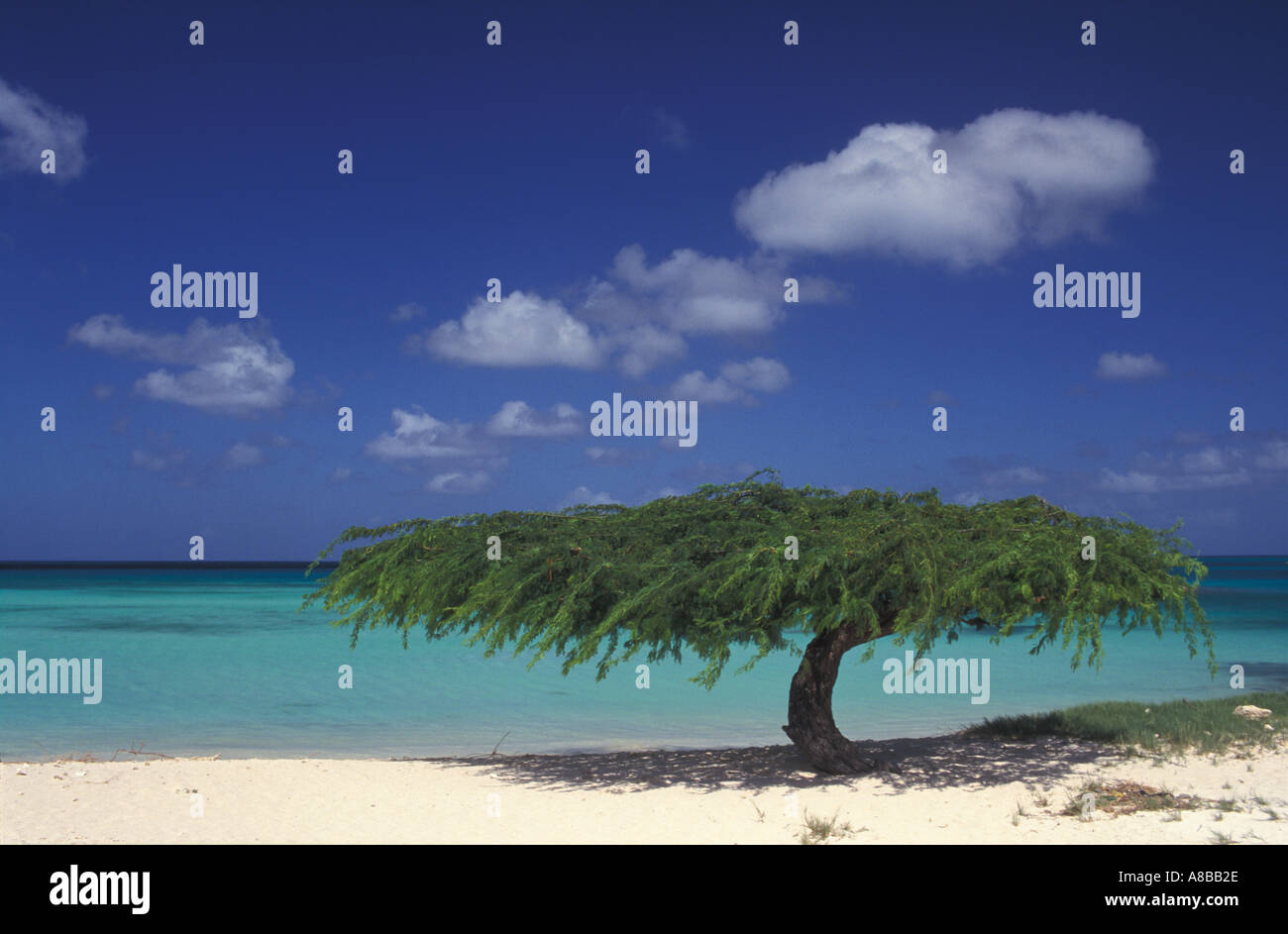 Aruba Dutch Caribbean Eagle beach Stock Photo - Alamy